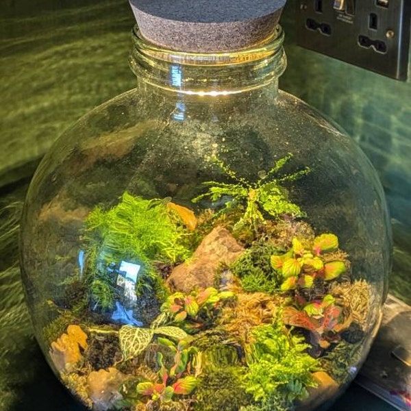 Terrarium Cork With Light - Various Sizes | Cork Lid Stopper Large Size ...