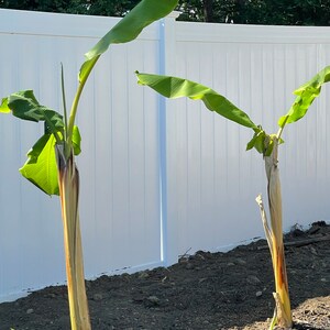 Musa Basjoo cold Hardy Banana Tree / 1 to 2 Foot - Etsy