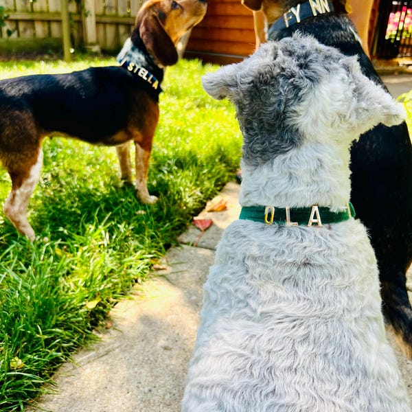 Personalized Dog Collars With Metal Letter Name, Female Dog Collars ...