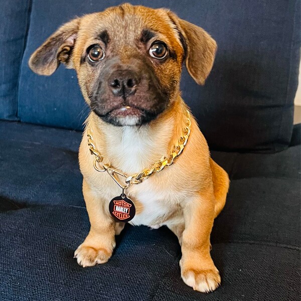 Super Mario Tag | Super Mario Brothers Tag | Dog Tag | Pet ID Tag ...