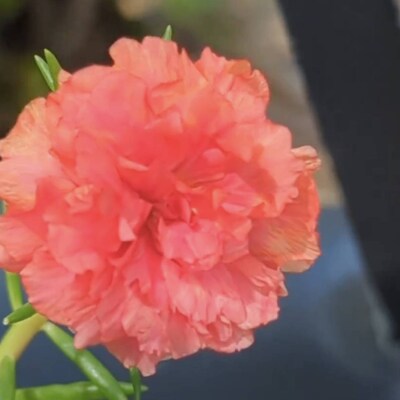 SEEDS Rain Lily Flor De Mayito Zephyranth Cooperia Pedunculata - Etsy