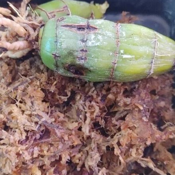 Bc. Yellow Bird - B. Nodosa X Bc. Richard Mueller - EASY GROWER ...