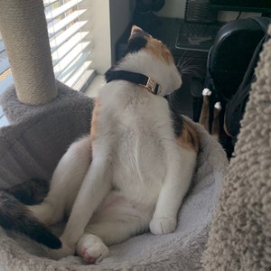 Custom Cat Collar Bell Bow in Blue Corduroy/velvet - Etsy