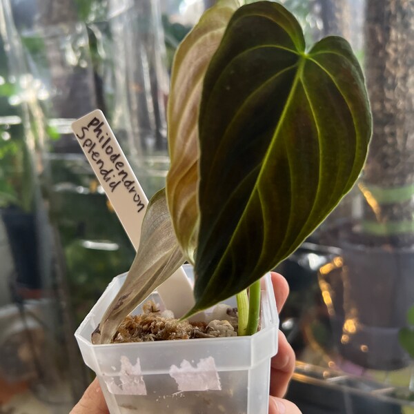 Hoya Irina Splash | Exact Rooted Plant | Houseplants | Tropical Plants ...