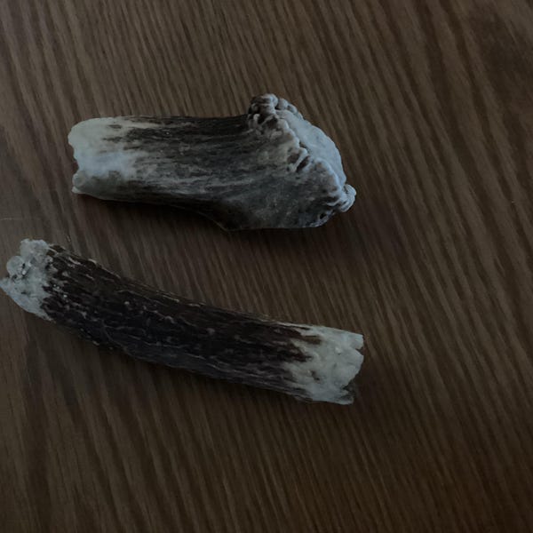 Bulk Packs Small Polished Deer Antler Crafting Tips /tines/points ...