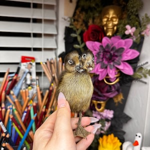 1PCS Real Fox Feet Articulated Bones Claws Paws Taxidermy Gift ...