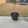 Donnie Avocado Tree , Grafted in 3 Gallon Pot, No Ship to CA and HI - Etsy