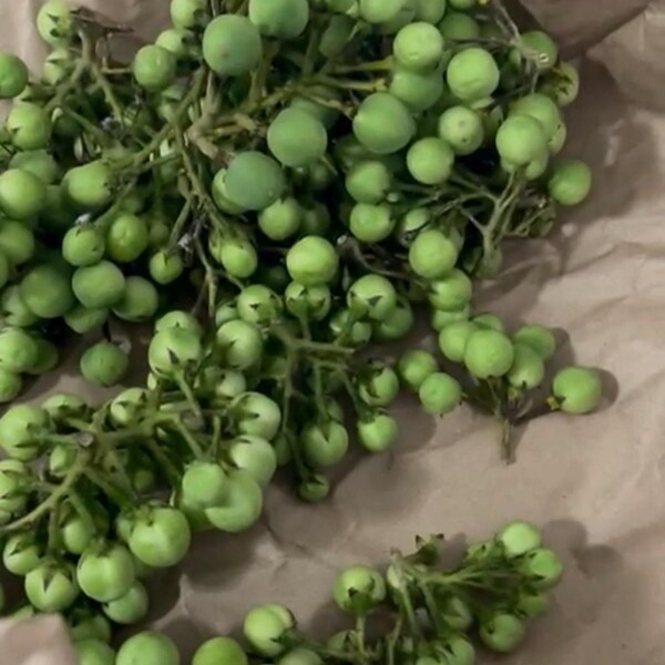 Fresh Whole Burdock Root, Gobo Root - Etsy