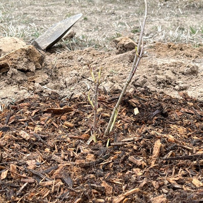5 Mulberry Cuttings From a Live Plant. Mulberry Cuttings Bundle, Stick ...