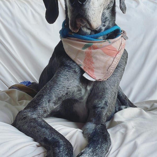 Modified Hoxsey With or Without Boneset - Etsy