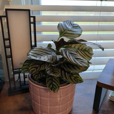 Calathea Ornata in 6 Pot, Prayer Plant - Etsy