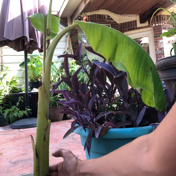 Musa Saba Banana Pup - 1-2ft - Etsy