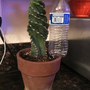 Twisted Cactus Large Rare 9 Long Tie Twisted Unique - Etsy