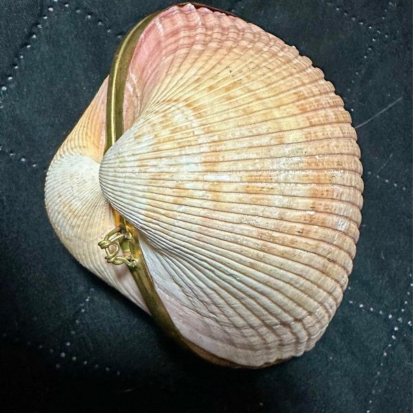CARDIUM PESODOLIMA Sea Shell Trinket Box - Etsy