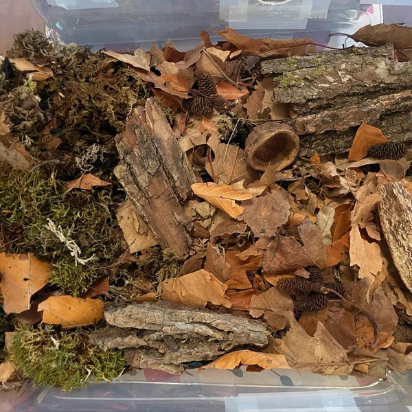 Isopod / Invert Starter Kit Enclosure, Isopod Home, Isopod Supplies ...