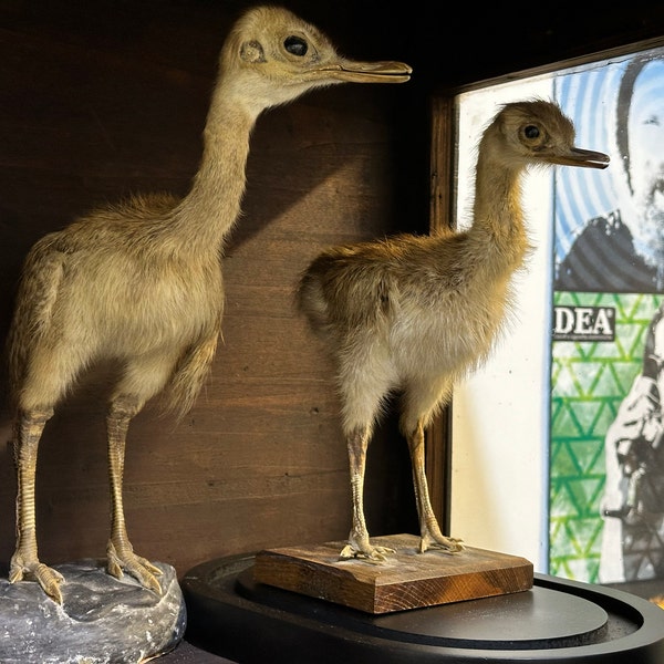 Taxidermy Bird Stuffed Bird AFRICAN SULTAN CHICKEN Porphyrio ...