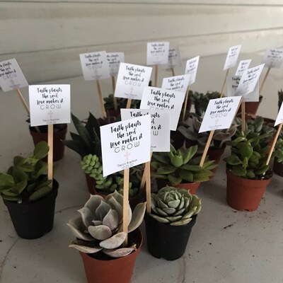 Succulent Plant Stick Tag I Print at Home I Welcome Little Sprout ...