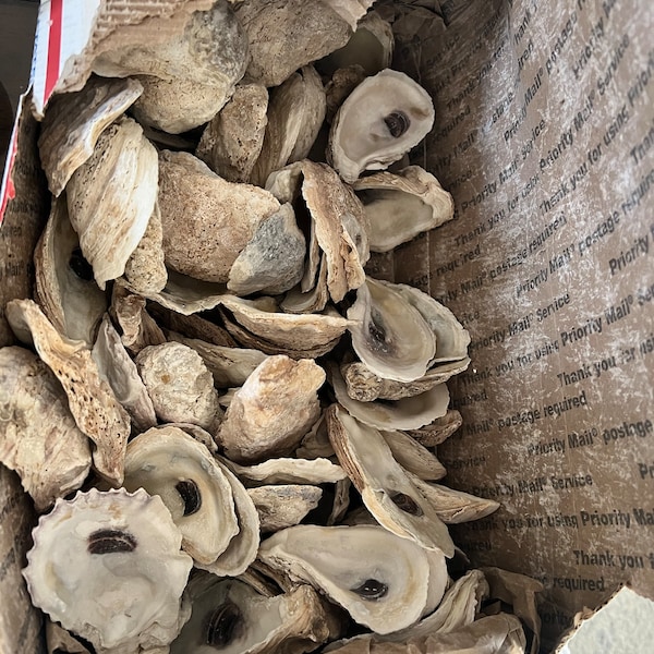 Bleached Oyster Shells, Cups and Flats, Bulk - Etsy