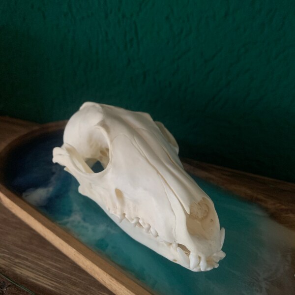 Real Arctic Fox Skull (vulpes Lagopus), Professionally Cleaned ...
