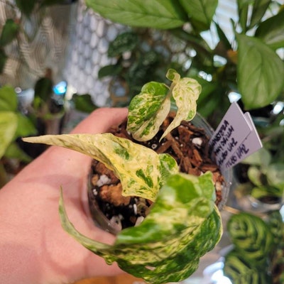 Albo Variegated Spider Man Monstera variegated Amydrium Medium Starter ...