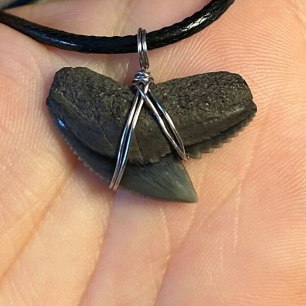 Shark Tooth Identification Guide, Instant Download, Fossil ID Card, Digital Download - Etsy