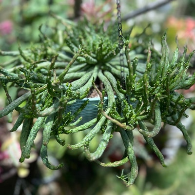 2, 4, 6 Pot of Eve's Pin Needle Cactus - Etsy