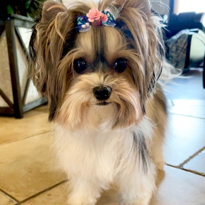 Petite Dog Bows,small Dog Hair Bows,pigtail Bows for Dogs,bows for ...