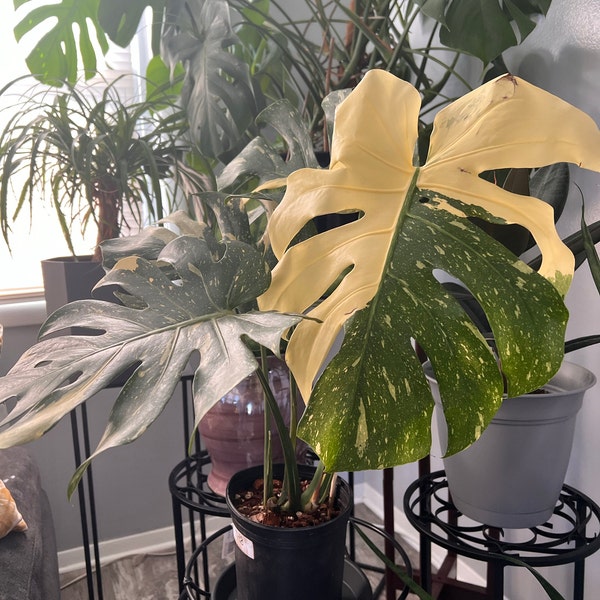 Extra Large Variegated Monstera Thai Constellation: Rooted Rare ...
