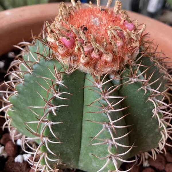 Rare - Aloe AJR Hybrid | Indoor Succulents | 3.5" Planter - Etsy