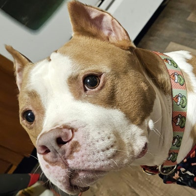 1 Autism Awareness Collar - Etsy