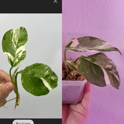 Variegated Monstera Albo Monstera Lechleriana House Plant - Etsy