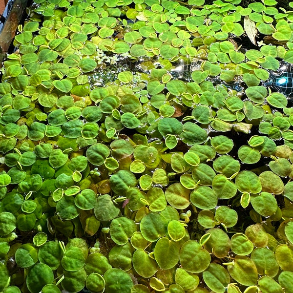 Water Spangles Salvinia Minima Floating Plant Freshwater Aquarium Plant ...