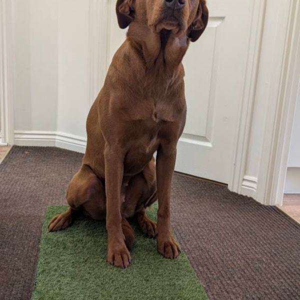 Dog Training Pivot Box and Place Board 2 Piece Bundle for Dog Agility ...