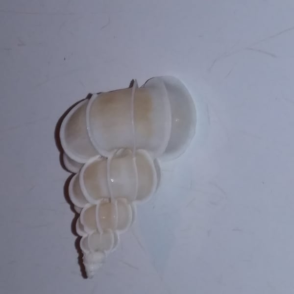 Large Horse Hoof Clam Shell MATCHING PAIR Hippopus Hippopus Unique Rare ...