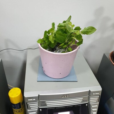 Bel Patta / Bael Patra / Bilva Bel Leaf Aegle Marmelos Plants Healthy ...