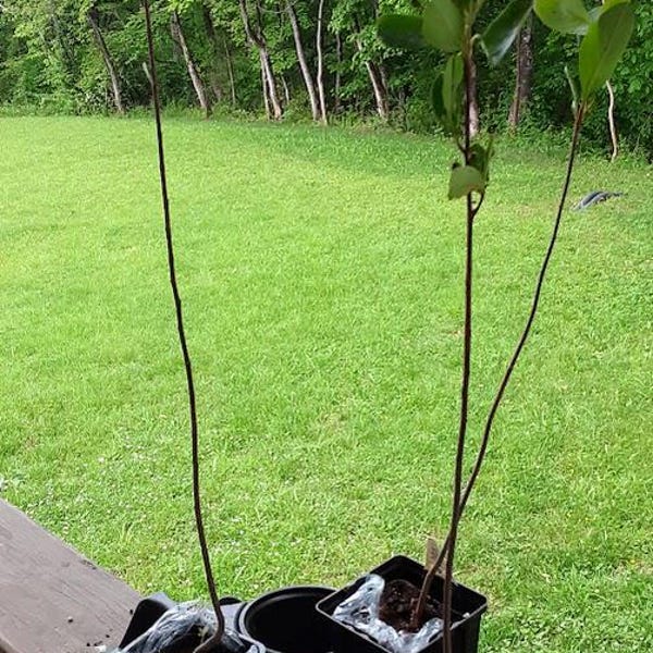 Sunny Goldenrod (solidago Spp.) US Native Plant & Keystone Species for ...