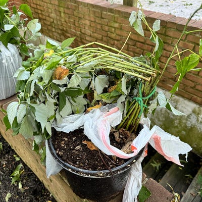 5 Mulberry Cuttings From a Live Plant. Mulberry Cuttings Bundle, Stick ...