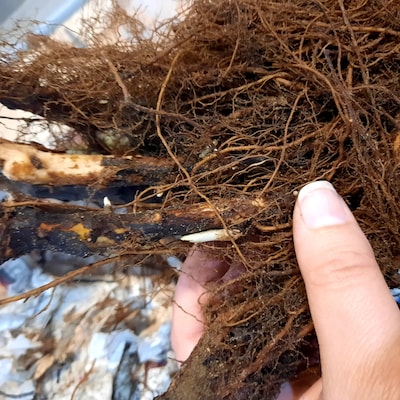 5 Raspberry Plants Joan J Completely Thornless, Everbearing, High ...