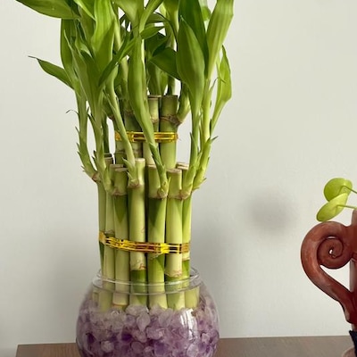 Indoor Live Plants 4 Stalks of Lucky Bamboo Spiral Bamboo in a Glass ...
