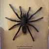 Java Yellow-kneed Tarantula Mounted in 9"x11" Frame, With Information Card on Back (selenocosmia ...