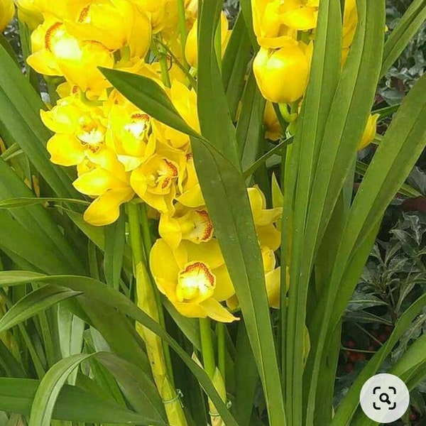 Chilean Glory Vine Mix - 400 SEEDS - Eccremocarpus Scaber - FLOWER - Etsy