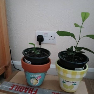 Hand Painted Blueberries Plant Pot - Etsy