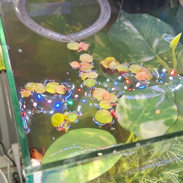 Red Root Floater, Phyllanthus Fluitans, Live Aquarium/floating/pond ...