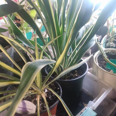 Flowerpotnursery Variegated Yellow Yucca Yucca Filamentosa Color Guard ...