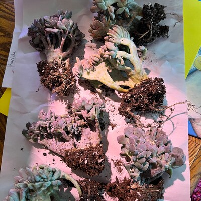 Aeonium 'voodoo' Giant Red Aeonium Succulent Plant - Etsy