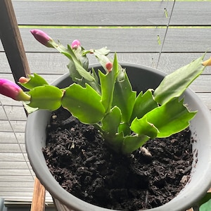 Tylecodon Paniculatus Bonsai Tree Cactus Plant Succulent-easy to Grow ...