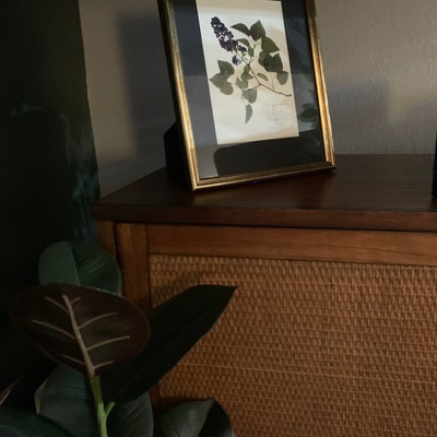 Black Background Botanical Print Set of 6 Dark Botanicals With Neutral ...