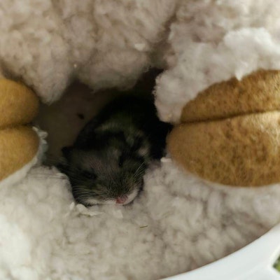 Mouse Hanging Hammock for Small Animals Cage Hammock for Multiple Mice ...