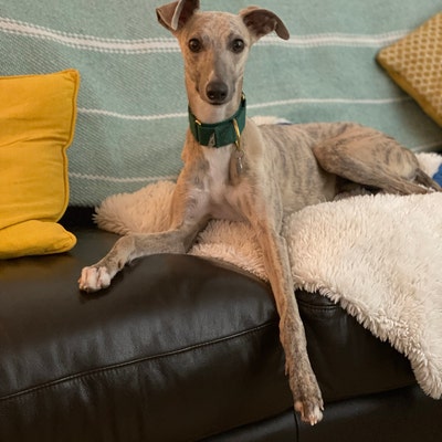 Emerald 'atacama' Whippet Greyhound Italian Lurcher Sighthound ...