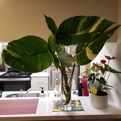 Tradescantia Pallida Setcreasea Pallida purple Heart 3 - Etsy